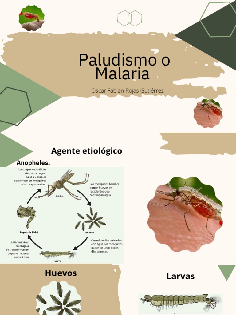 Paludismo o Malaria | PDF | Malaria | Medicina