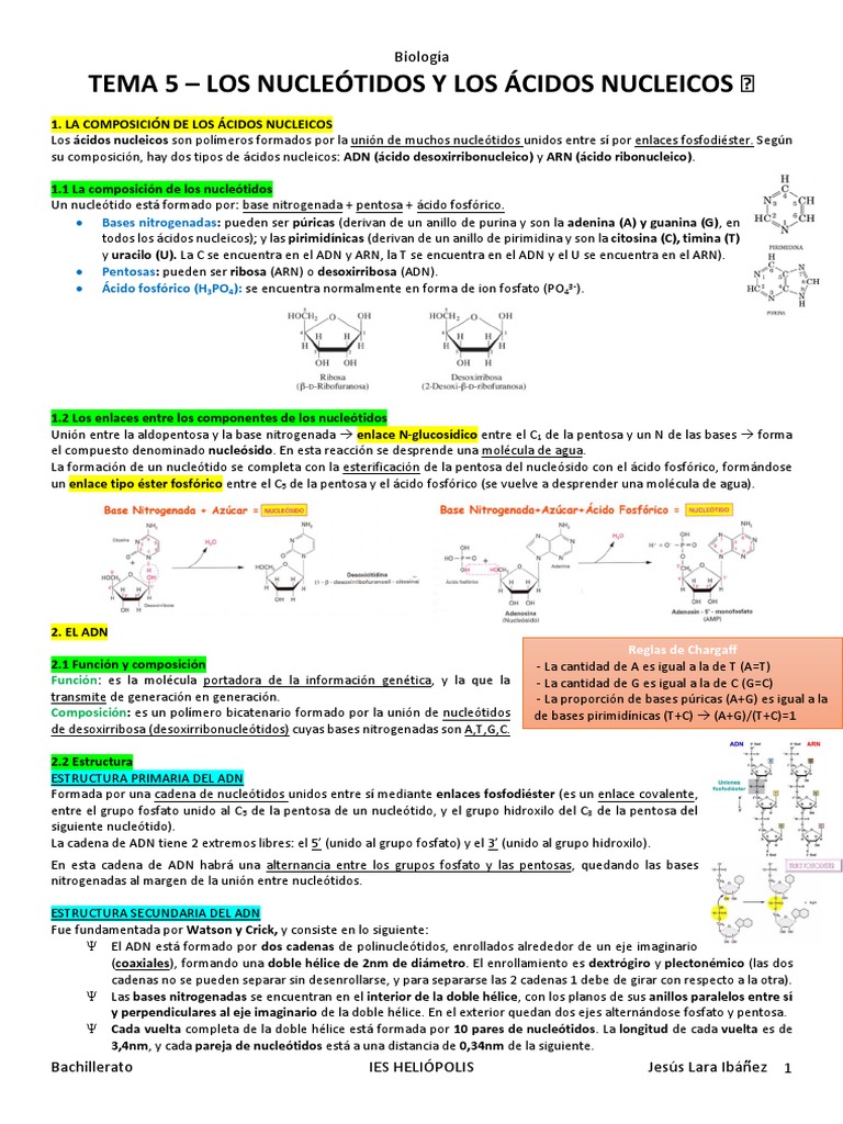 Tema 5 - Los Nucleótidos y Los Ácidos Nucleicos | PDF | Rna | Adn