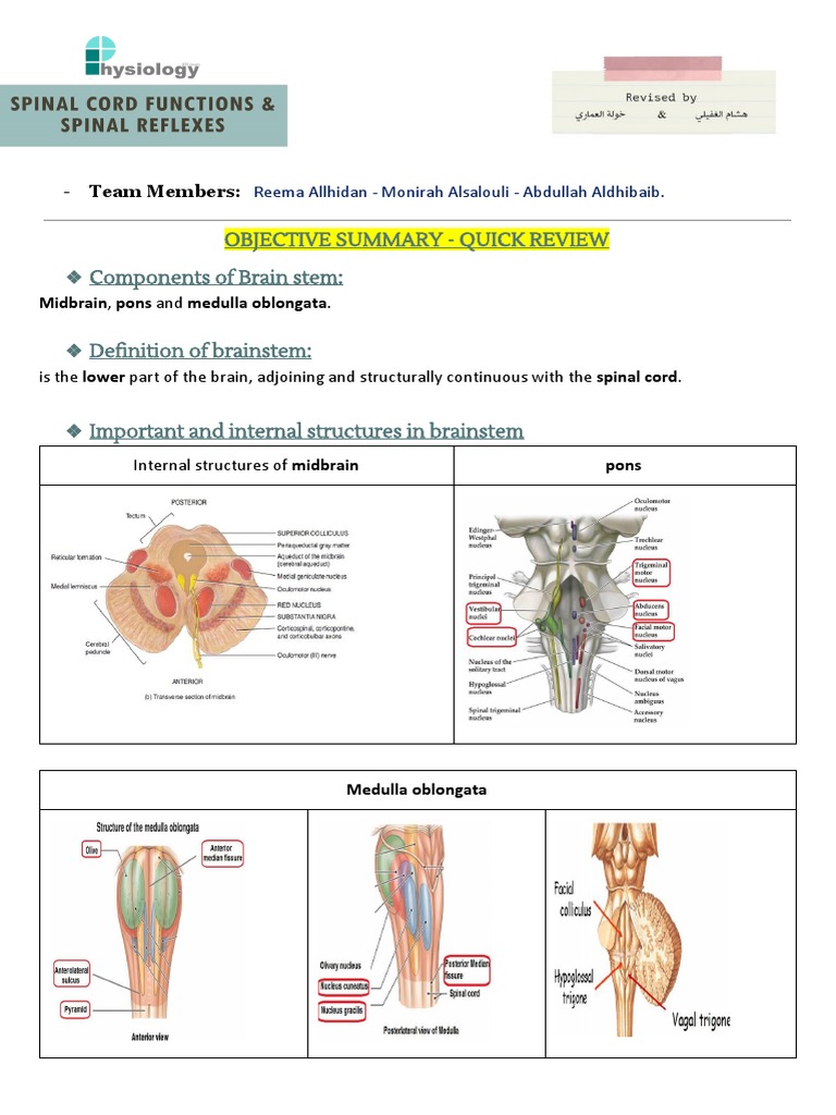 7 - Brainstem Summary + MCQs PDF | PDF | Brainstem | Human Head And Neck