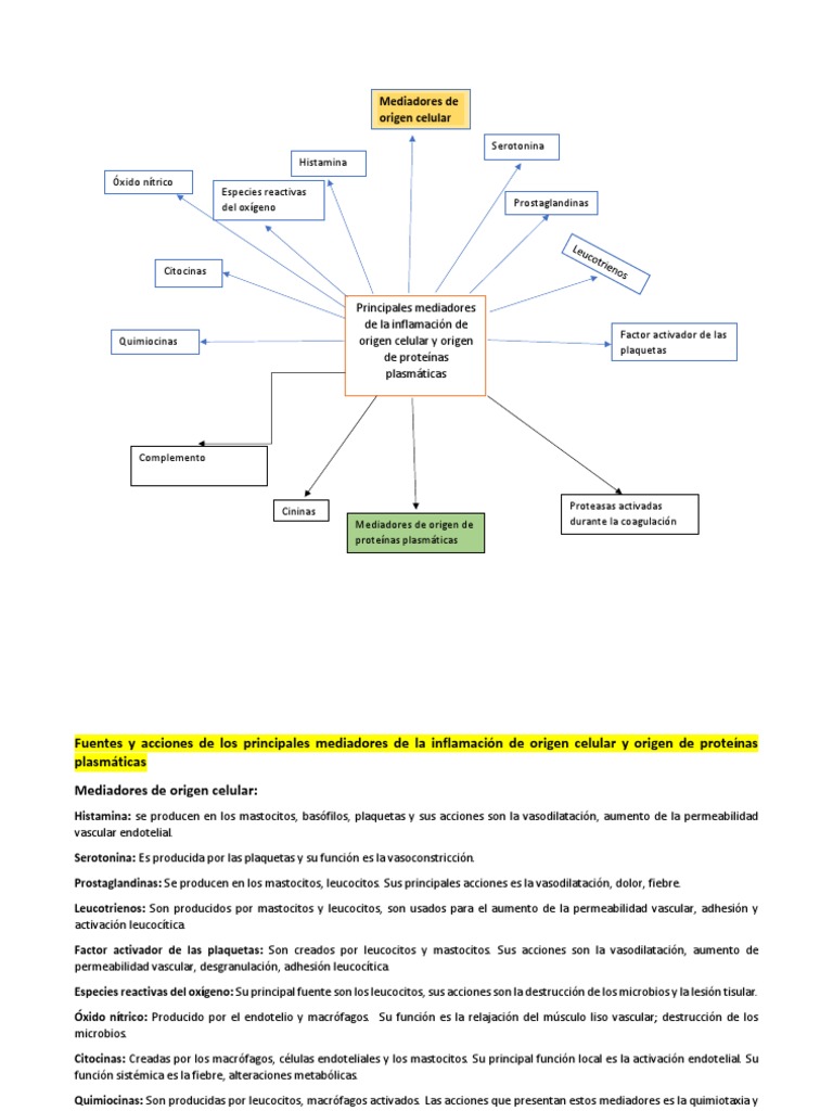 Mapa Conceptual Mediadores de La Inflamación - Patología | PDF | Inflamación | Endotelio