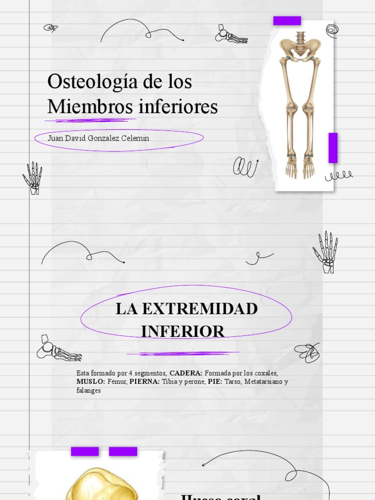 Esqueleto de Los Miembros Inferiores | PDF | Pelvis | Anatomía del ...