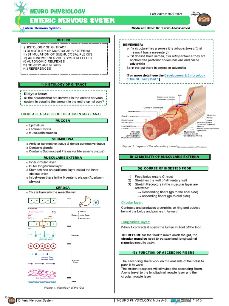 Overview of the Enteric Nervous System | PDF | Gastrointestinal Tract ...
