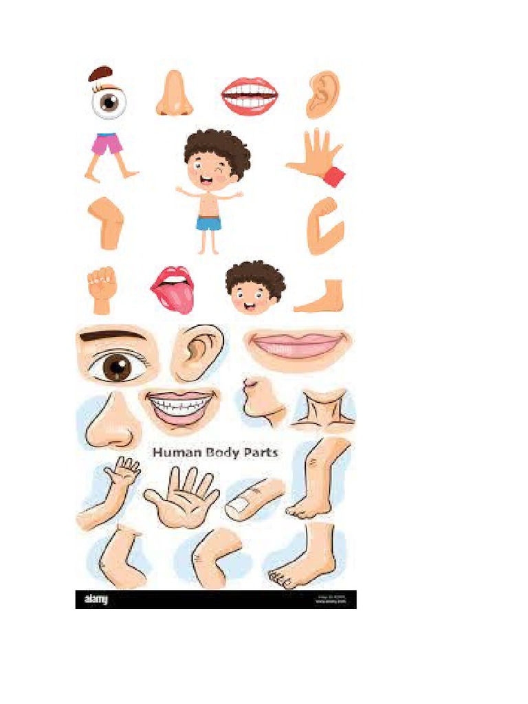Partes Del Cuerpo Pdf