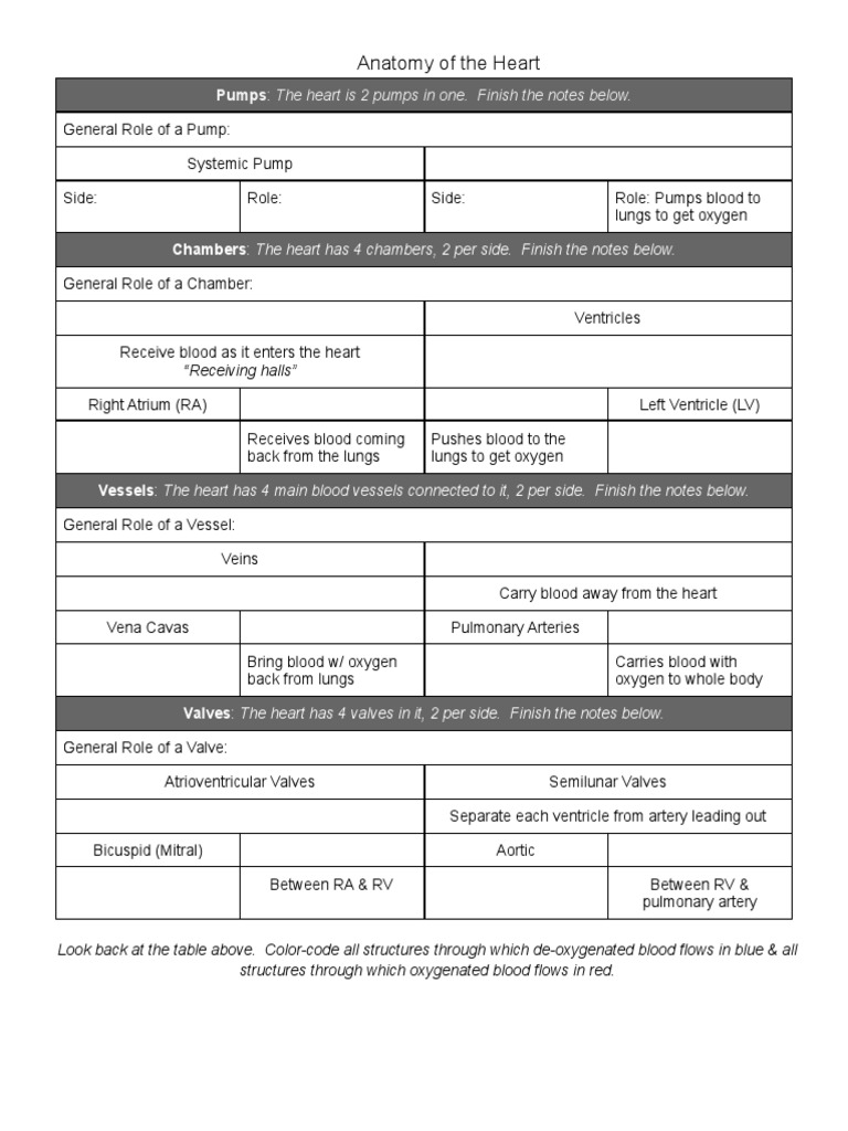 Anatomy of The Heart Review Worksheet | PDF