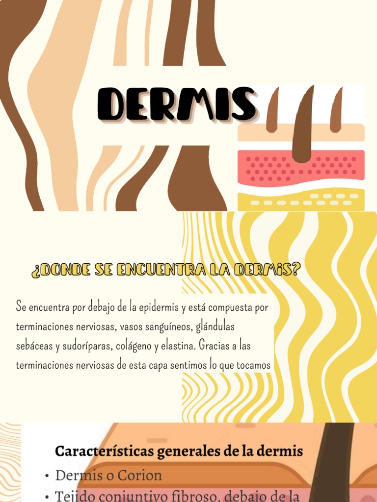 La estructura y función de la dermis, la capa media de la piel | PDF