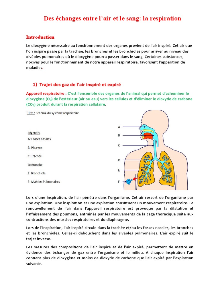 Cours Respiration | PDF | Système respiratoire | Poumon