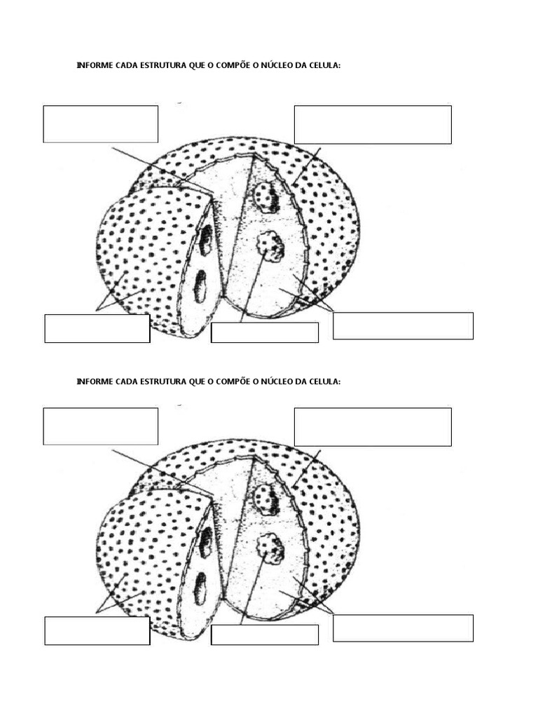 As Principais Estruturas do Núcleo Celular | PDF