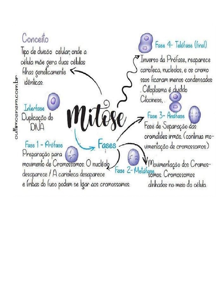Mapa Mentais Mitose E Meiose Pdf