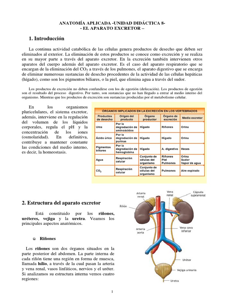 Tema 8. El Aparato Excretor | PDF | Riñón | Sistema urinario