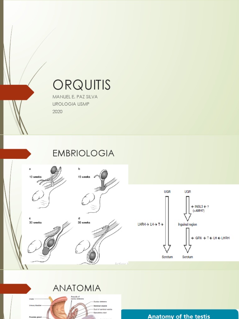 Orquitis: Diagnóstico y Tratamiento | PDF | Especialidades Medicas ...