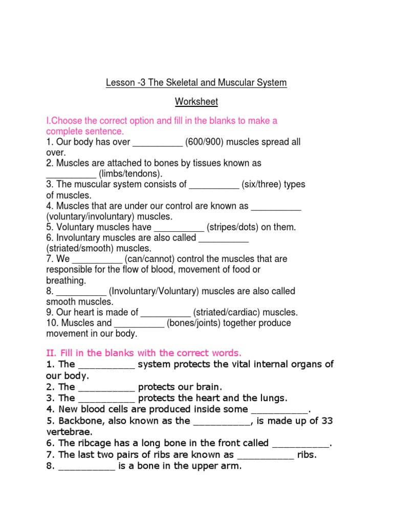 Lesson 3 Skeletal System Worksheet | PDF | Skeletal Muscle | Zoology