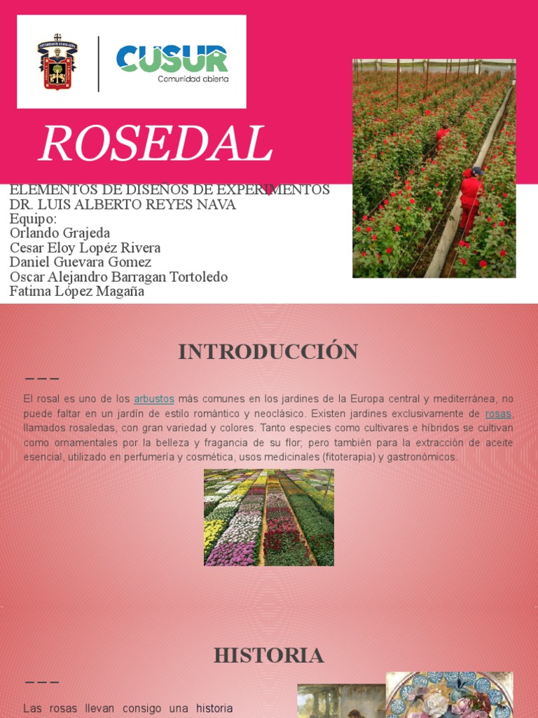 Proyecto Rosales | PDF | Rosa | Fertilizante