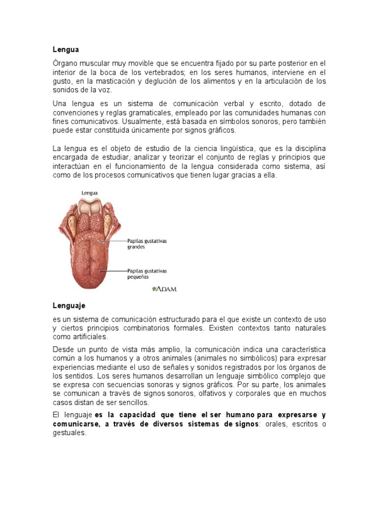 Lengua, lenguaje y habla: conceptos clave | PDF | Habla | Comunicación