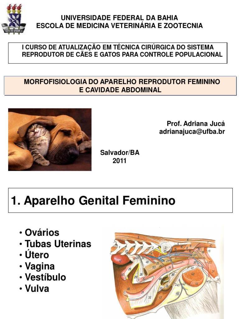 Micofisiologia Reprod Fem PDF | PDF | Pélvis | Sistema reprodutivo de ...