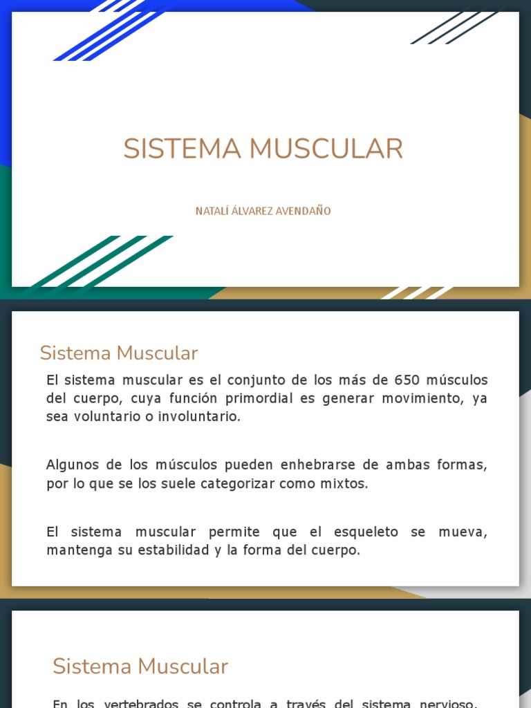 Sistema Muscular | PDF | Músculo | Músculo esquelético