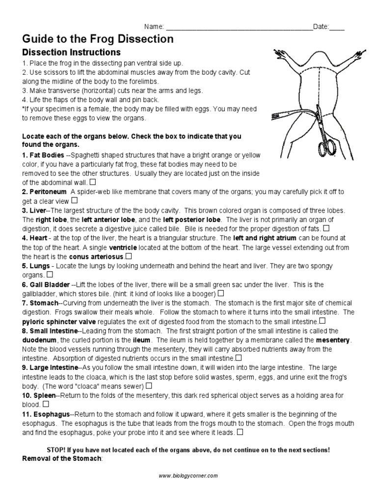Frog Dissection - Internal Anatomy | PDF