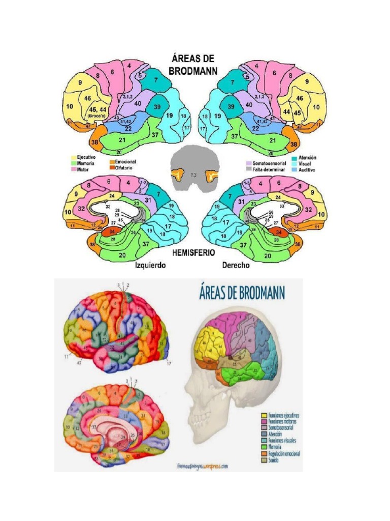 Areas de Broadman | PDF | Corteza cerebral | Sistema somatosensorial