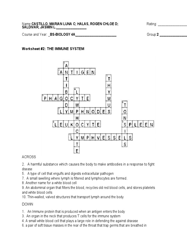 Immunology Worksheet2 | Download Free PDF | Immune System | Lymph