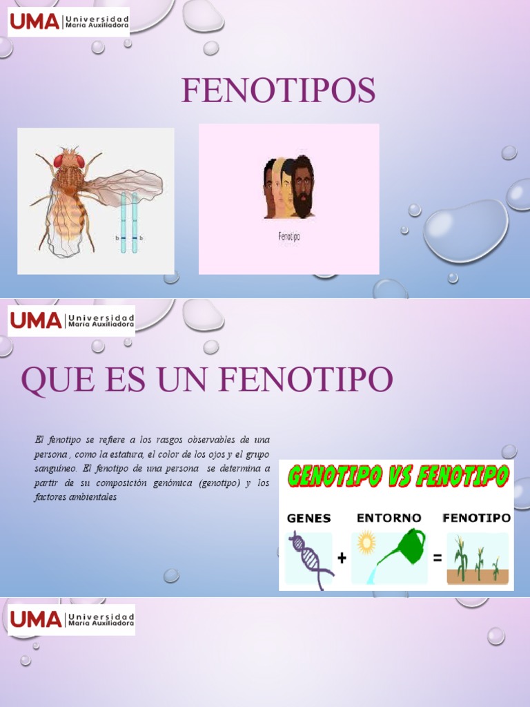 Definición y ejemplos de fenotipo | PDF | Genotipo | Fenotipo