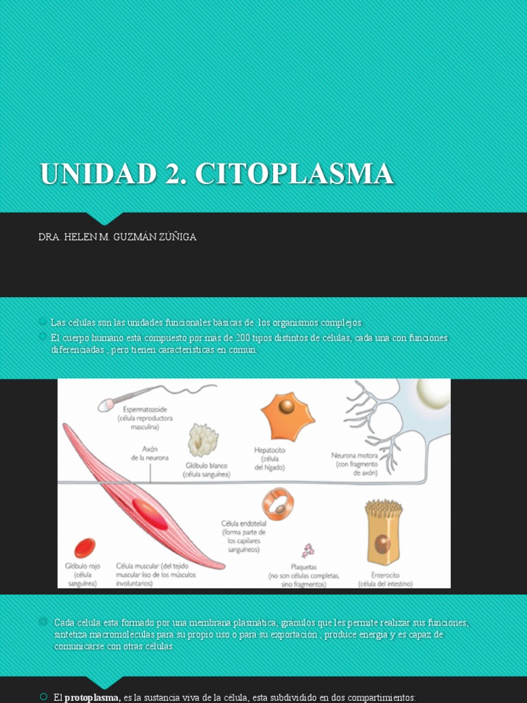 Unidad 2 Citoplasma | PDF | Citoplasma | Membrana celular