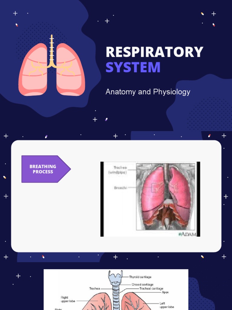 Respiratory System | PDF