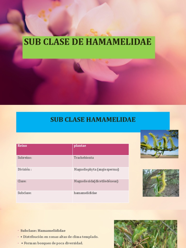 Sub Clase de Hamamelidae | PDF