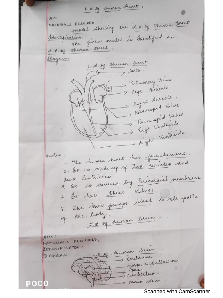 10th Zoology Practical | PDF