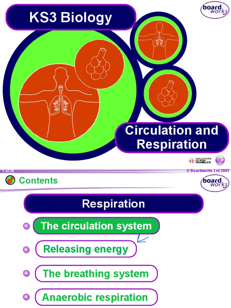 Circulation and Respiration | PDF | Respiratory System | Blood