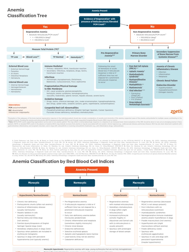 Diagnosing Anemia Algorithm Handout | PDF | Anemia | Medicine Diagnosing Anemia Algorithm Handout | PDF | Anemia | Medicine