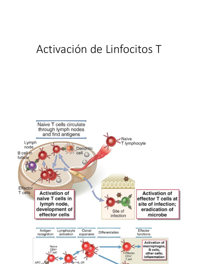 Activación de Linfocitos T | PDF
