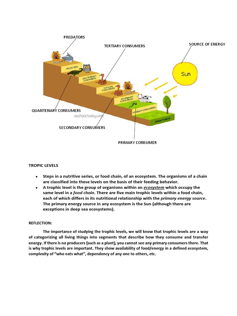 Understanding Trophic Levels in Ecosystems | PDF