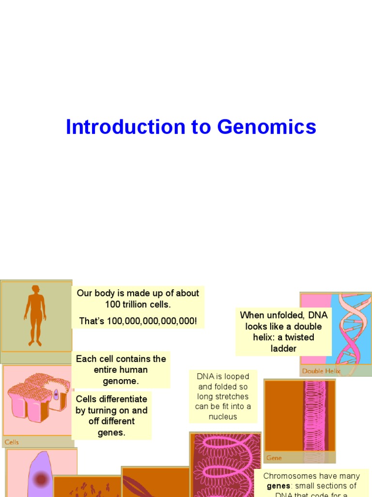 Genomics-Lectures 1 To 8 - 2023 PDF | PDF | Polymerase Chain Reaction ...