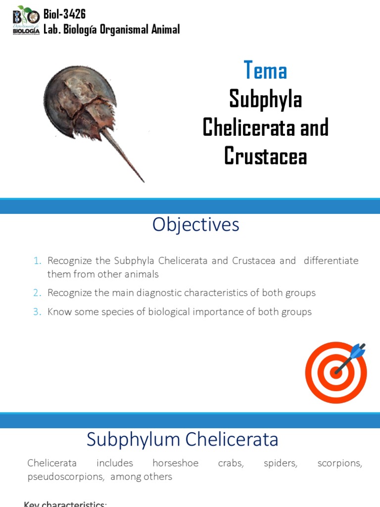 BIOL-3426 - Lab 7 - Subfilos Chelicerata y Crustacea-2022 PDF | PDF | Crustacean | Arthropods