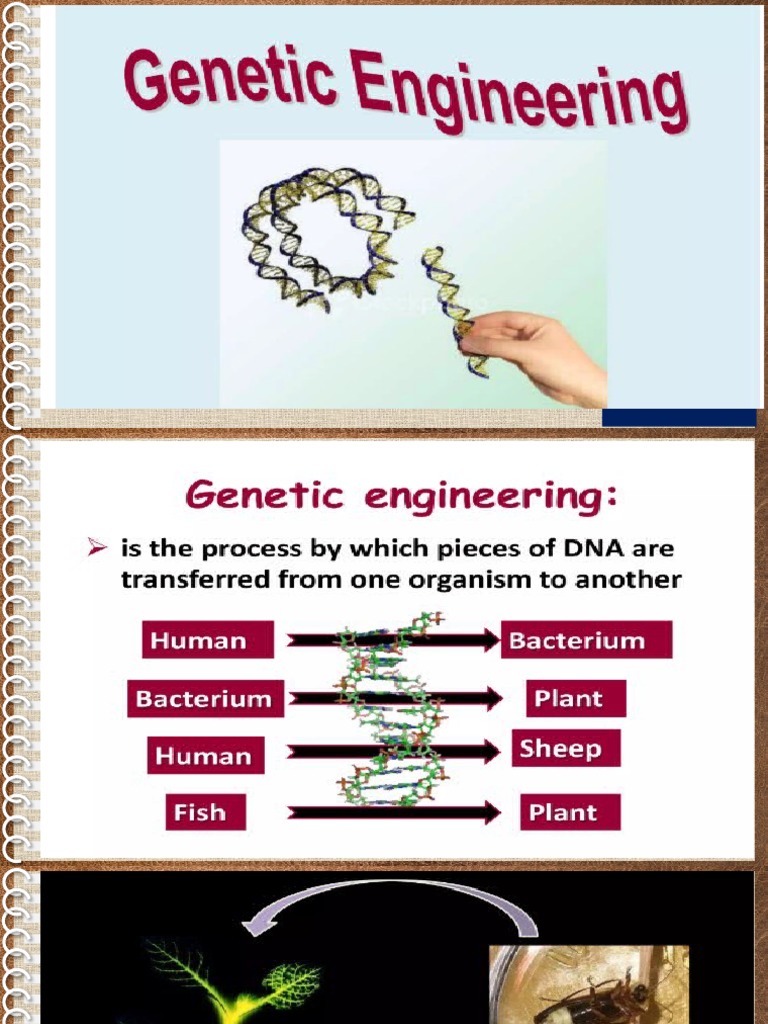 Lesson 6 Genetic Engineering | PDF