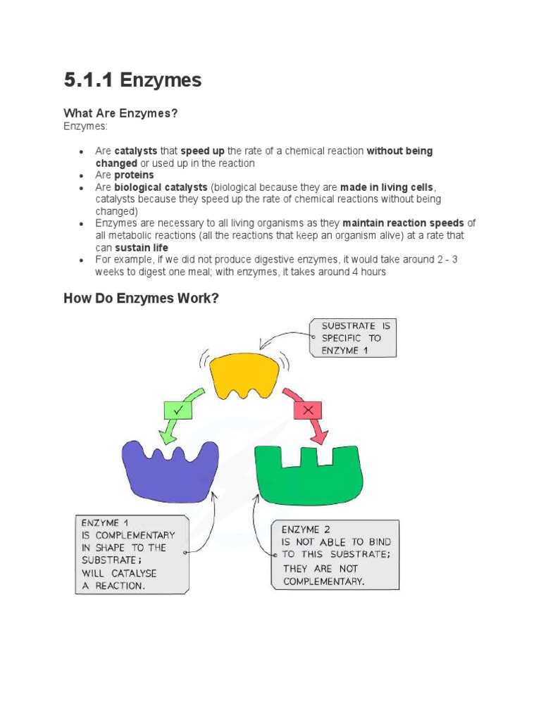 IGCSE Biology: Enzymes Overview | PDF | Enzyme | Active Site