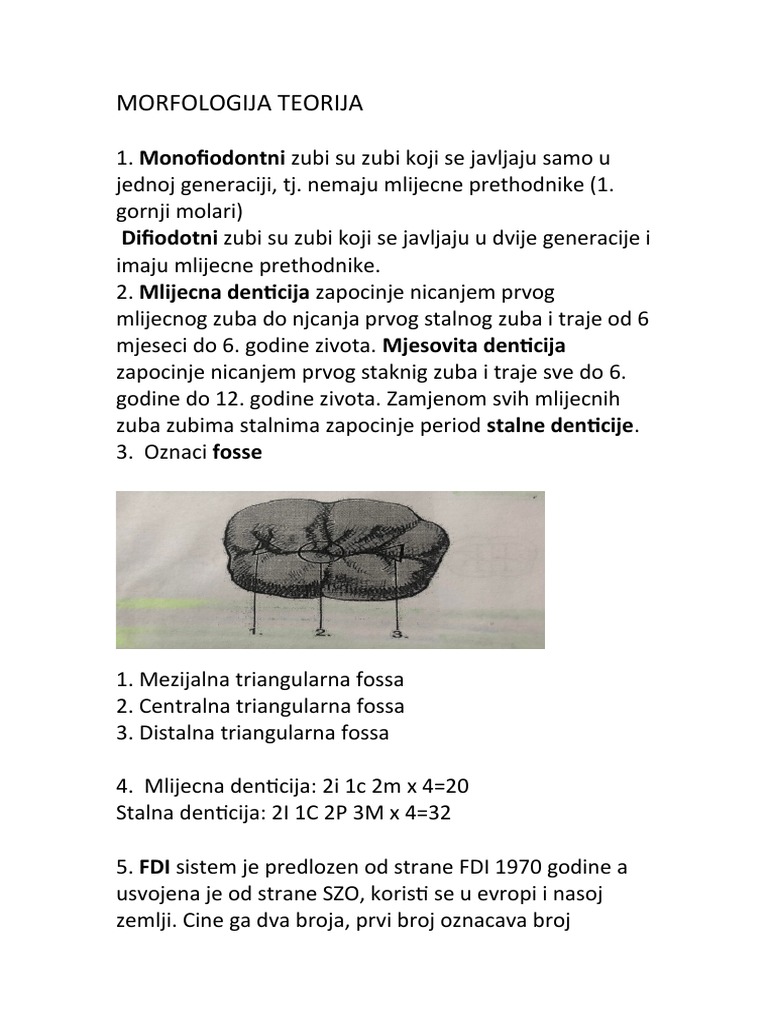 Morfologija Teorija | PDF