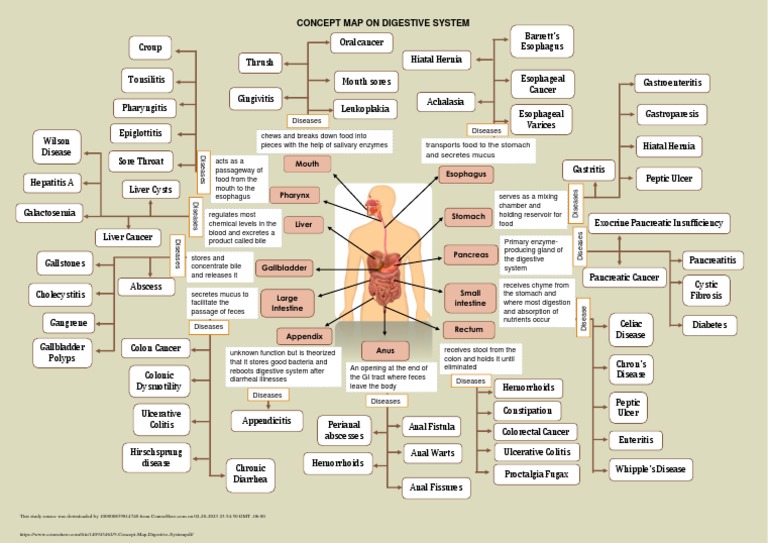 9 Concept Map Digestive System PDF | PDF | Gastrointestinal Tract ...