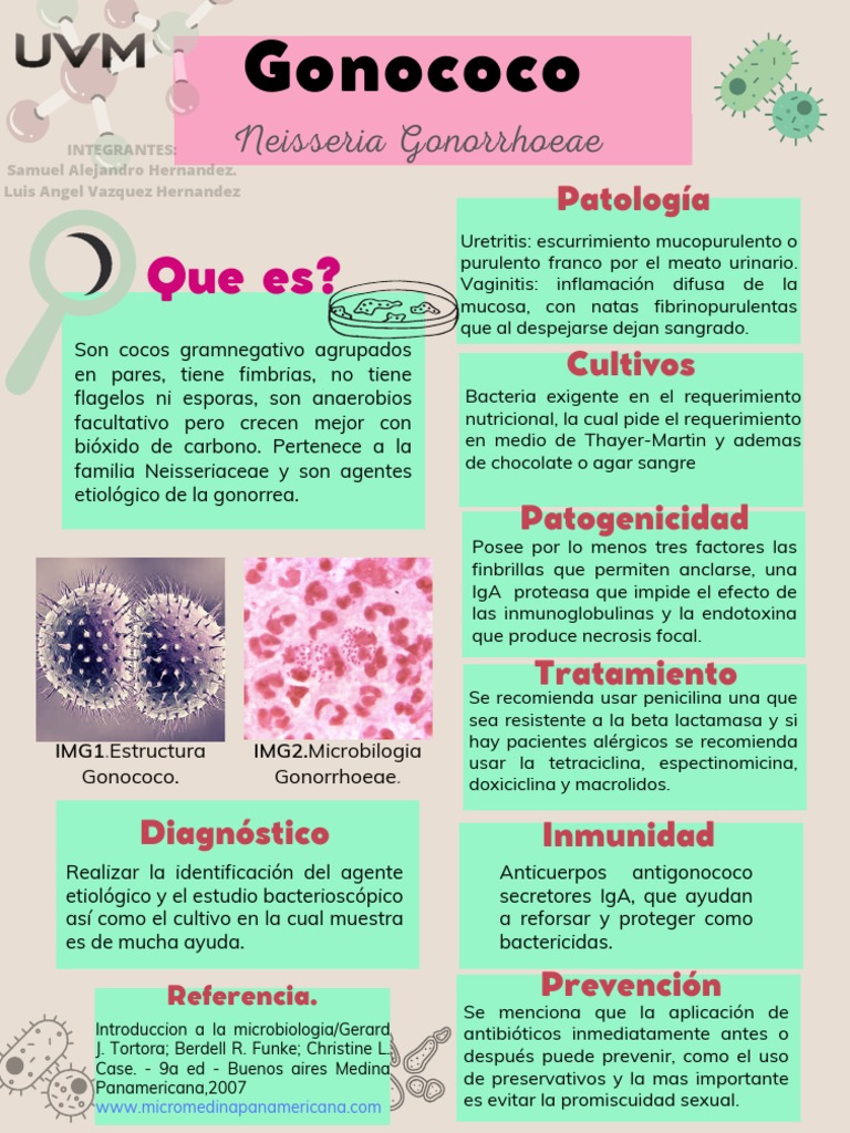 Gonococo Bacteria. | PDF | Inmunología | Medicina CLINICA