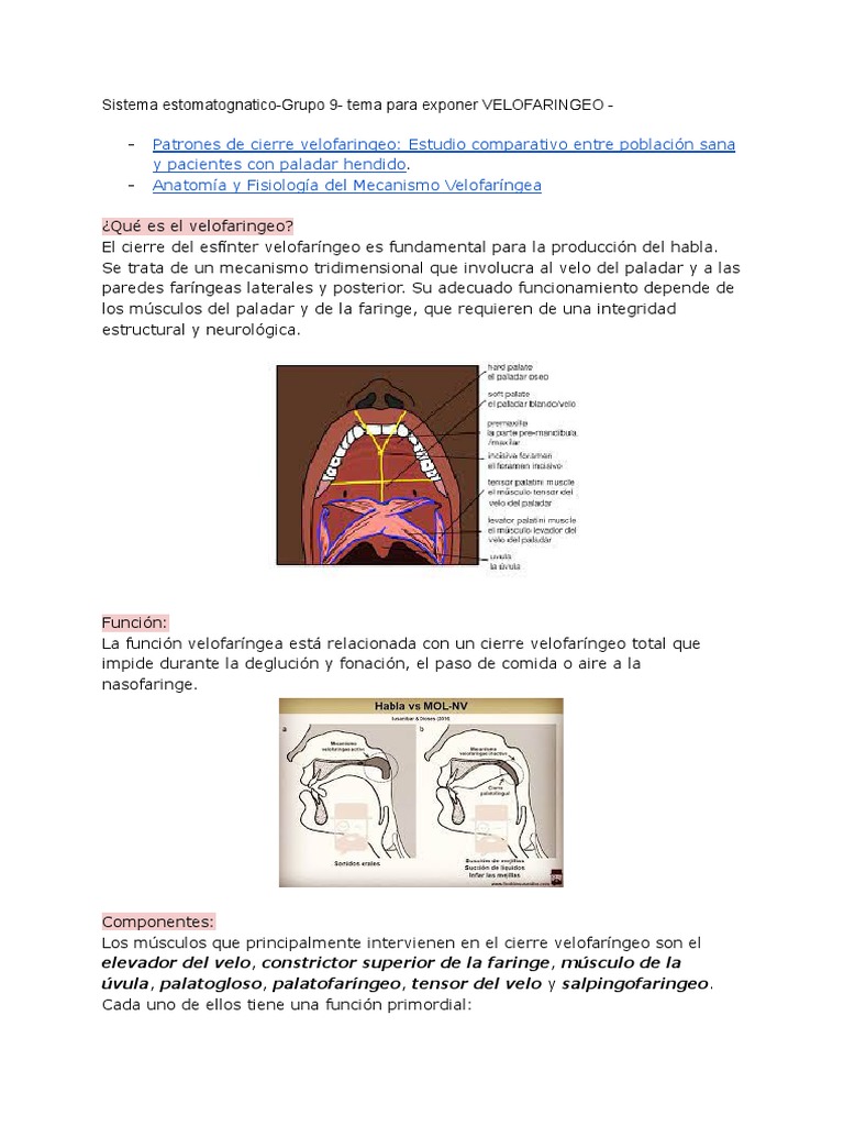 Función y Anatomía del Mecanismo Velofaríngeo | PDF | Cabeza y cuello ...