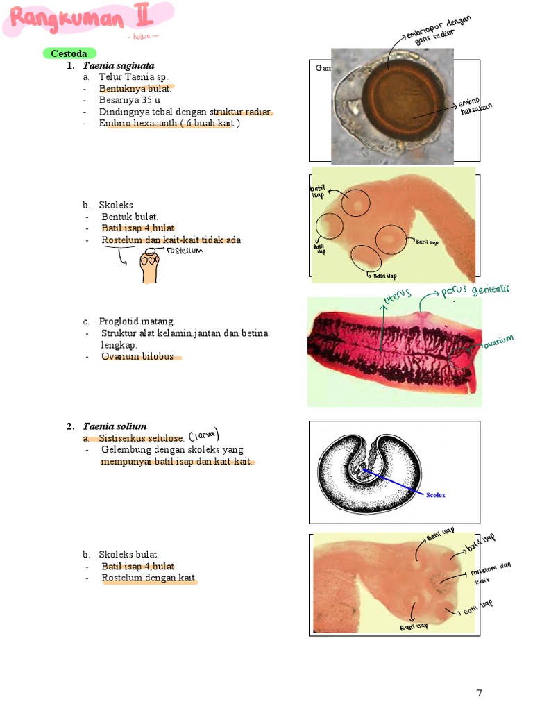 Catatan Cestoda Dan Trematoda PDF | PDF