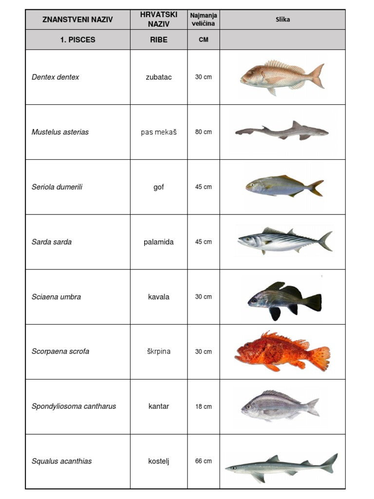 Minimalne Veličine Riba | PDF