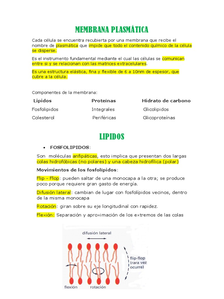 Membrana Plasmática | PDF | Membrana celular | Bicapa lipídica