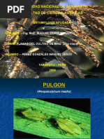 J.L.J.A - Tipos de Pupa | PDF | Crisálida | Mosca