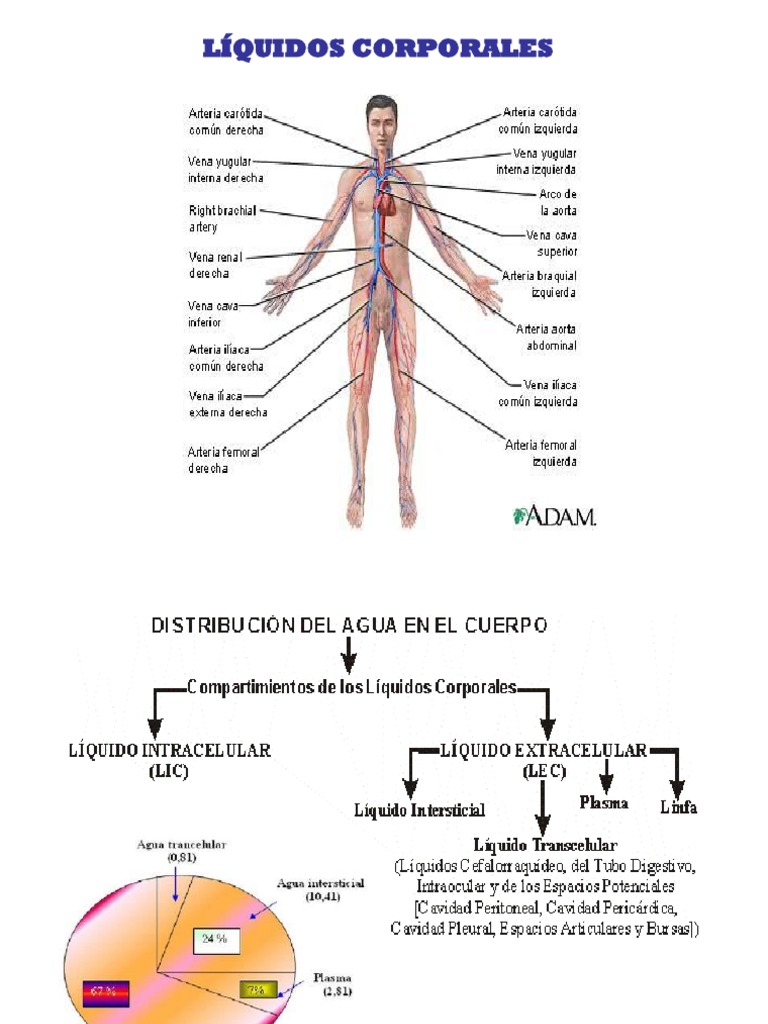 Liquidos Corporales 2021 | PDF