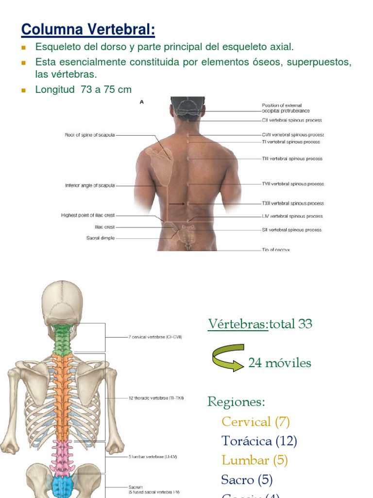 Clase 2 Columna Vertebral | PDF