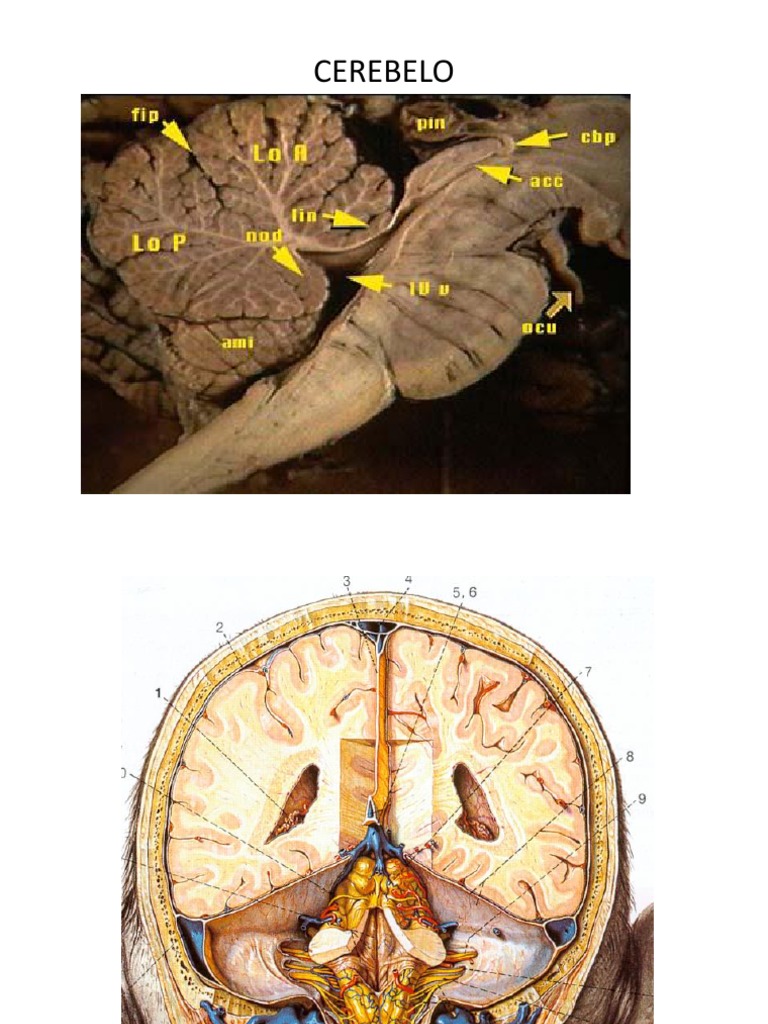Clase 8 Cerebro Y Cerebelo Pdf