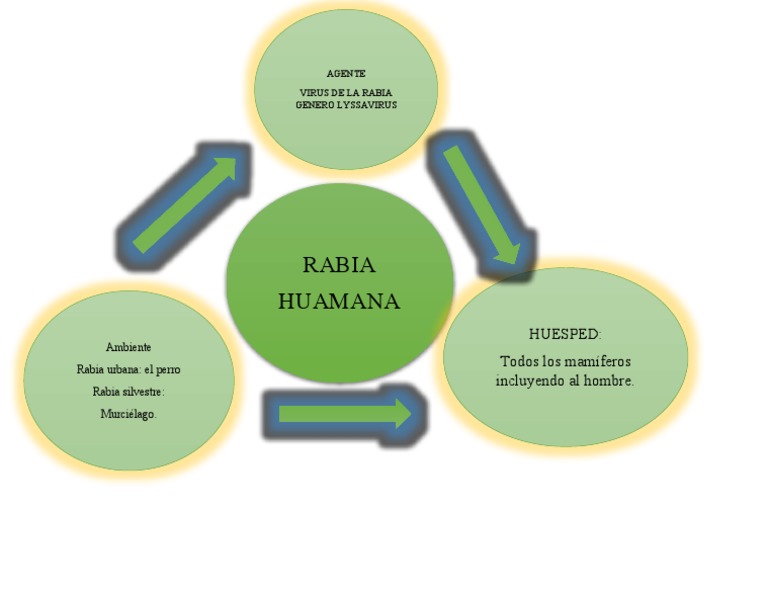 Diagrama Rabia Humana | PDF