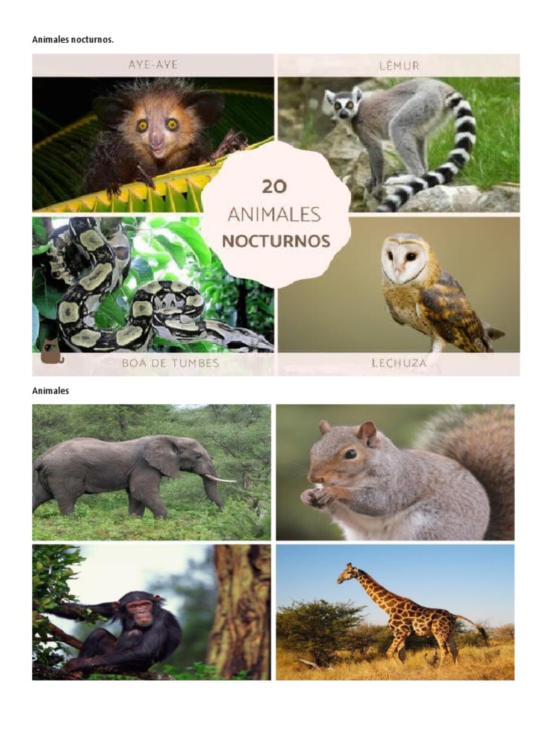 Animales nocturnos | PDF