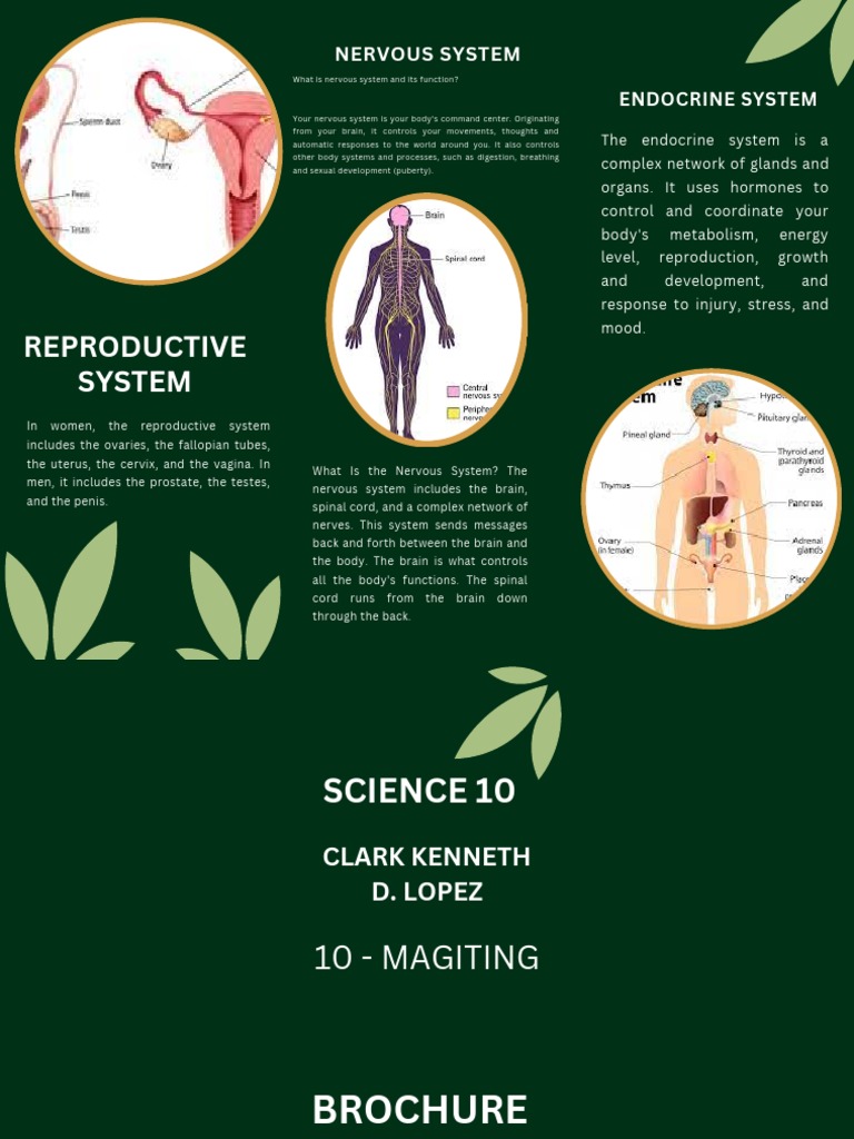 BROCHURE | PDF | Human Body | Nervous System