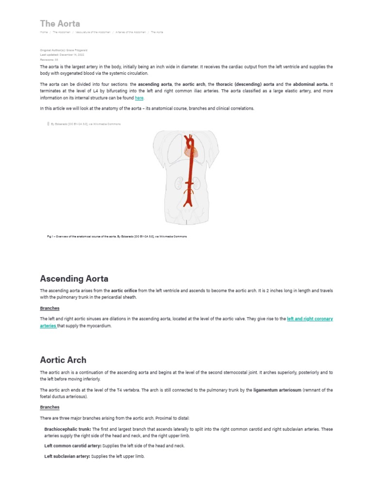 The Aorta - Branches - Aortic Arch - TeachMeAnatomy PDF | PDF | Aorta ...